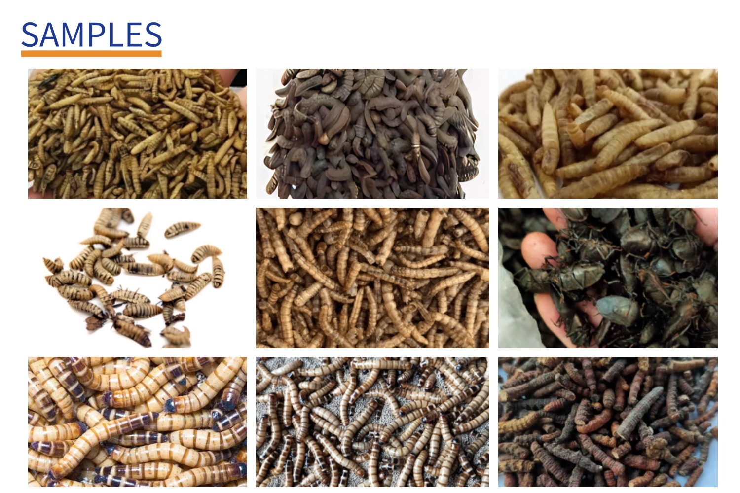 Tunnel Bread Red Worm Dryer Tenebrio Molitor Insect Microwave Drying ...